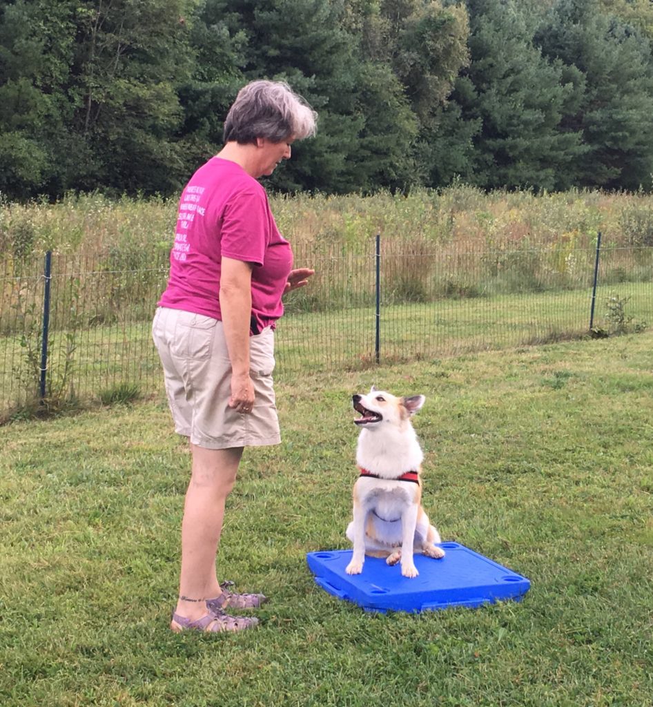 Are You Tired of Your Dog Misbehaving? - DogSense Training Services